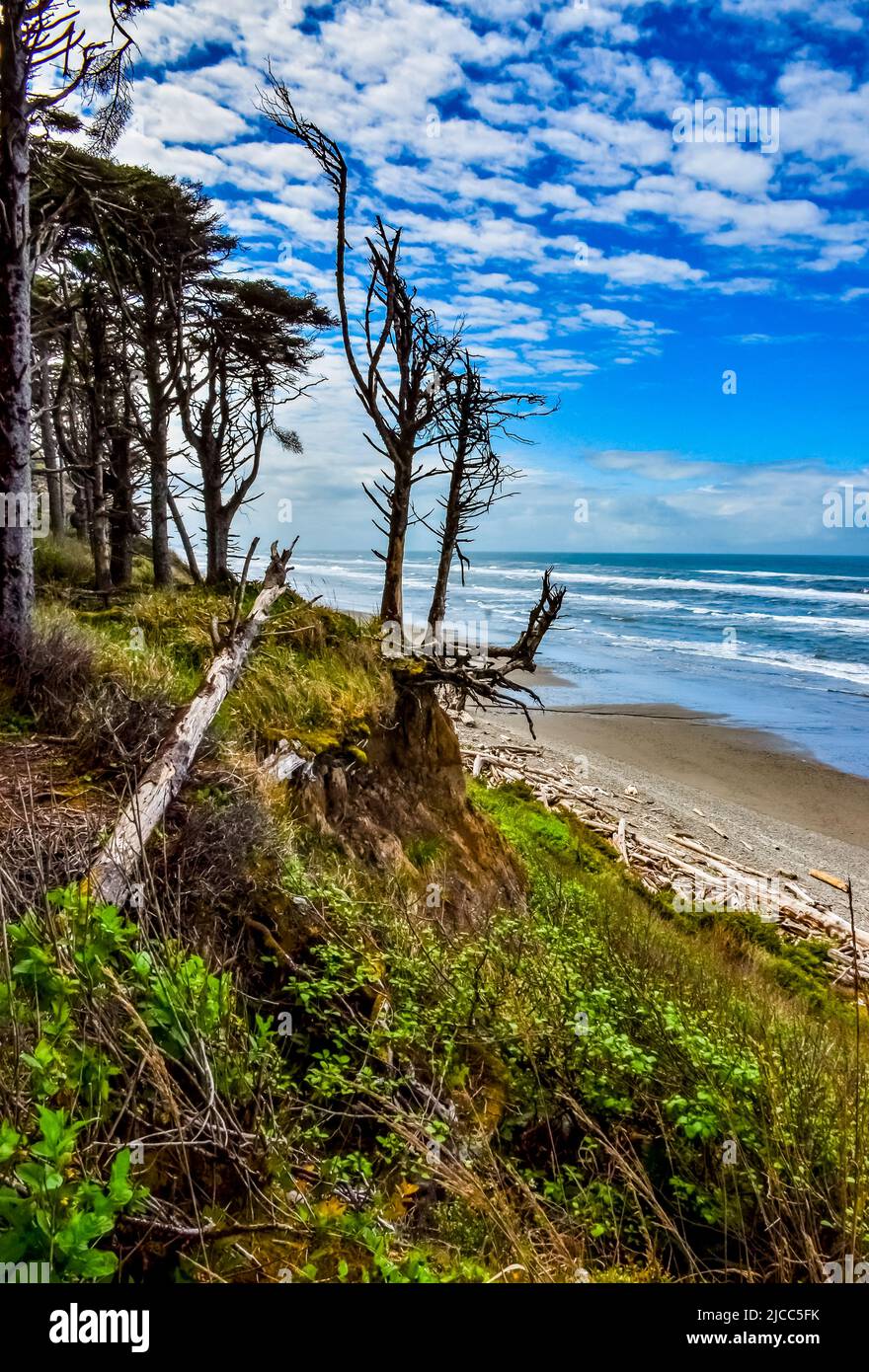 Trunks of fallen trees at low tide on the Pacific Ocean in Olympic ...