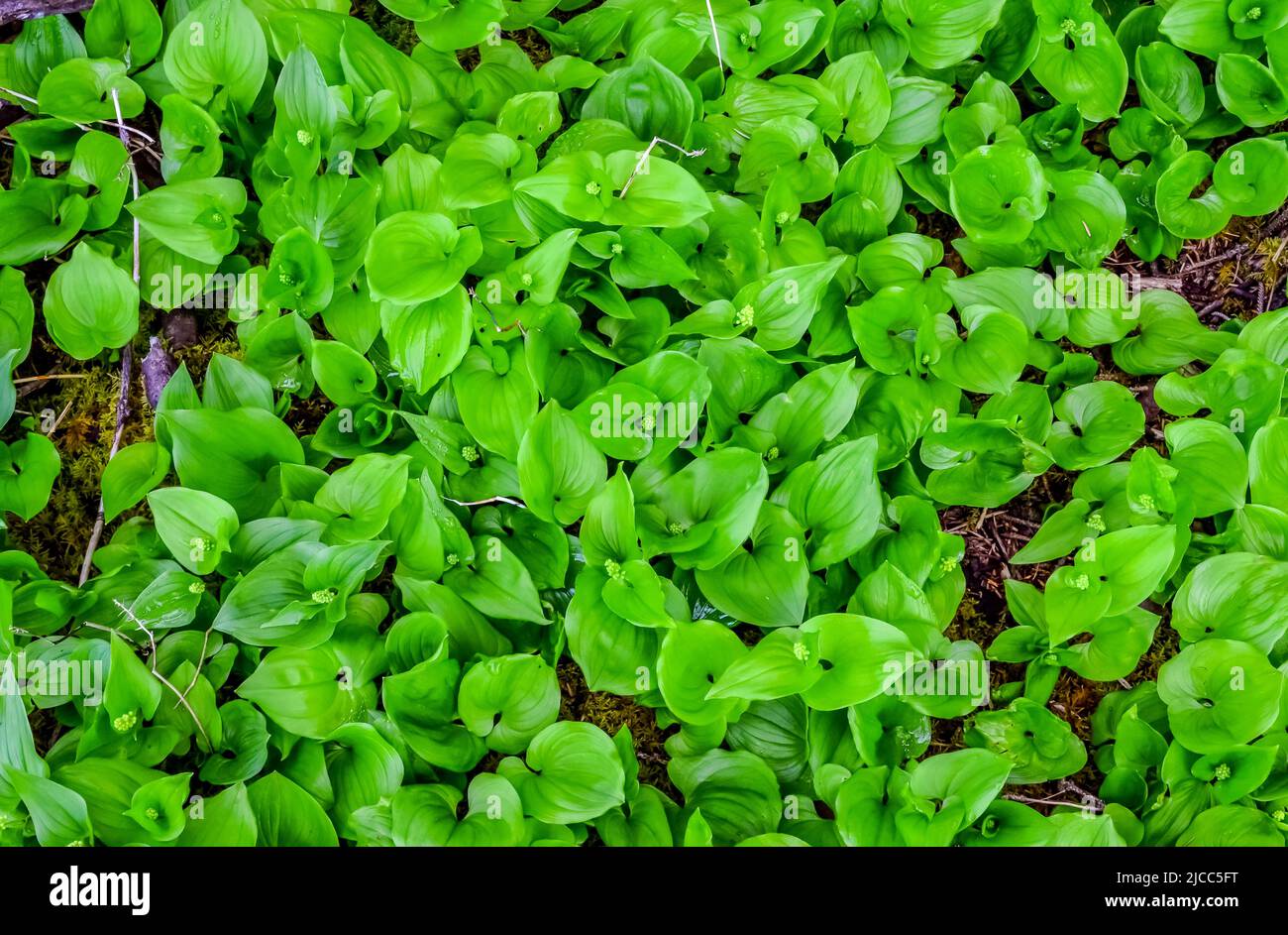 Plants in a forest by the Pacific Ocean in Olympic National Park ...