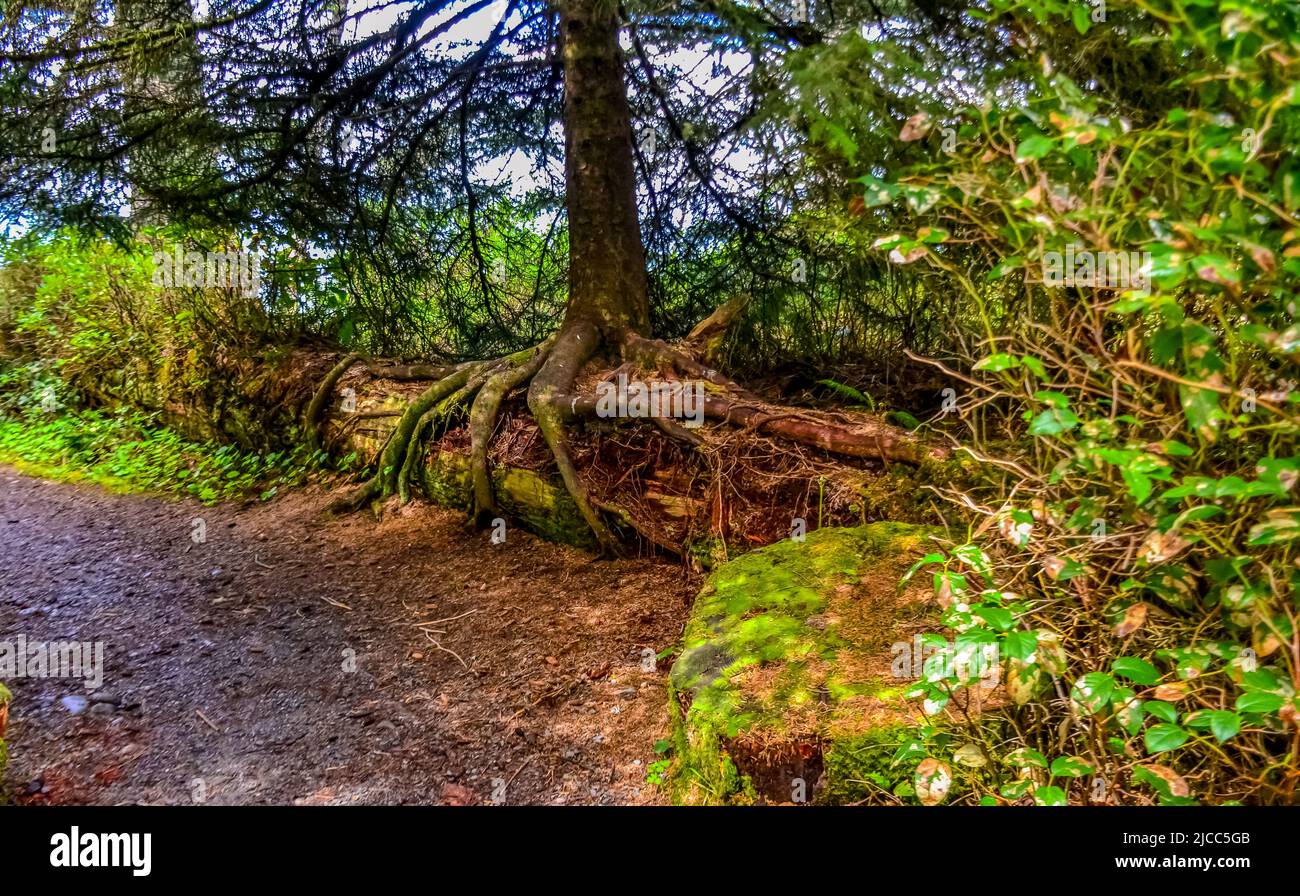 Giant grew hi-res stock photography and images - Alamy