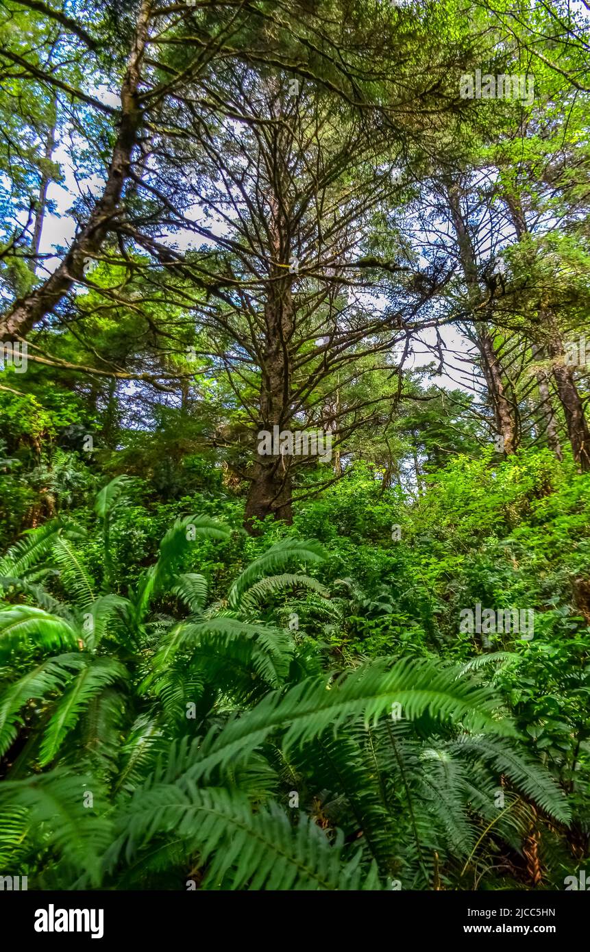 Ferns and other forest plants in a forest by the Pacific Ocean in ...