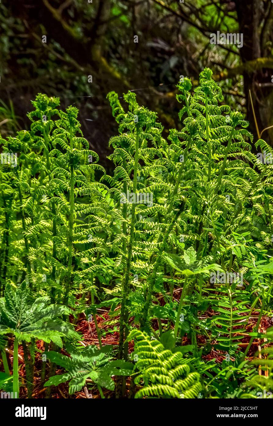 Ferns and other forest plants in a forest by the Pacific Ocean in ...