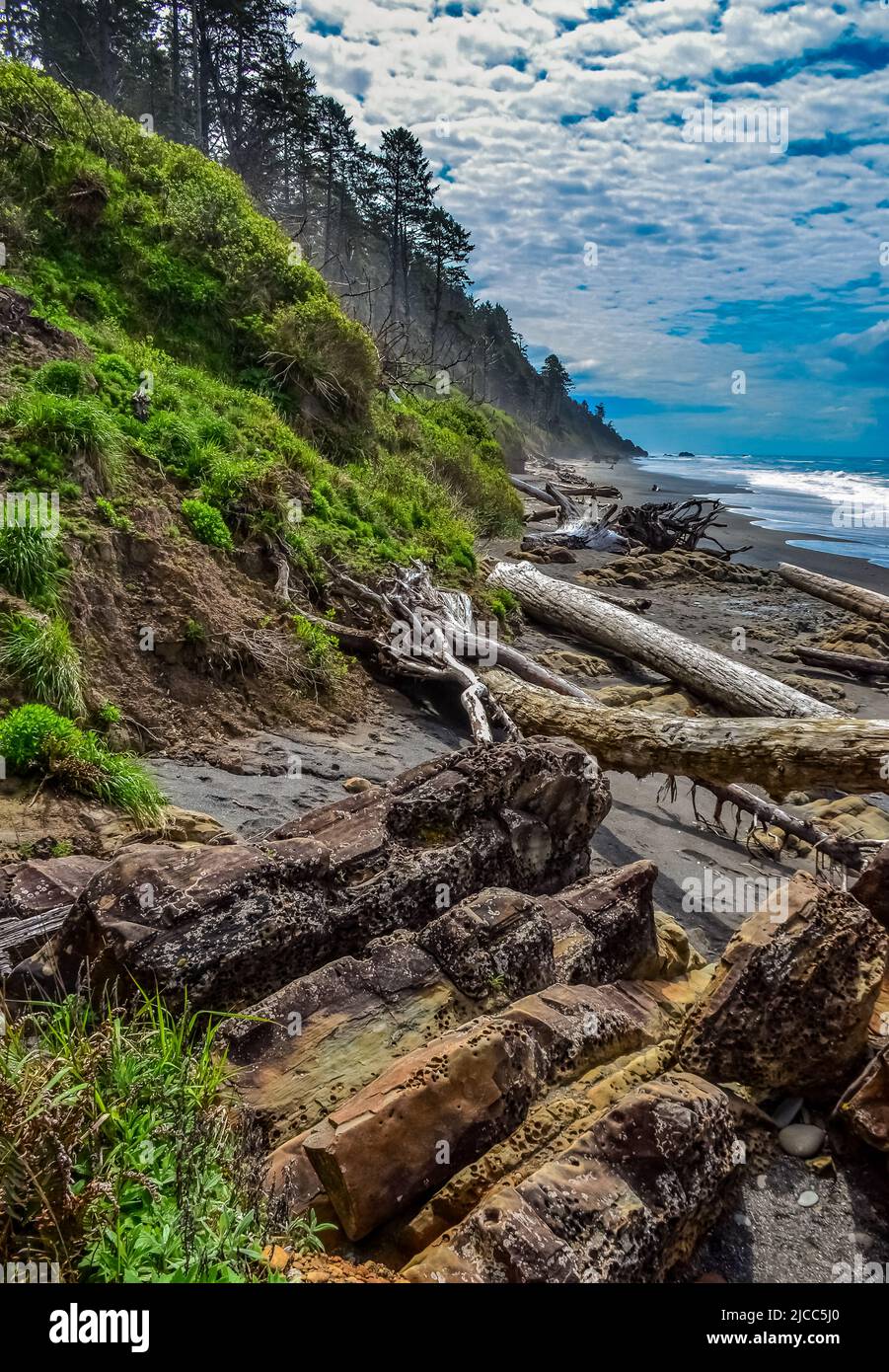 Trunks of fallen trees at low tide on the Pacific Ocean in Olympic ...