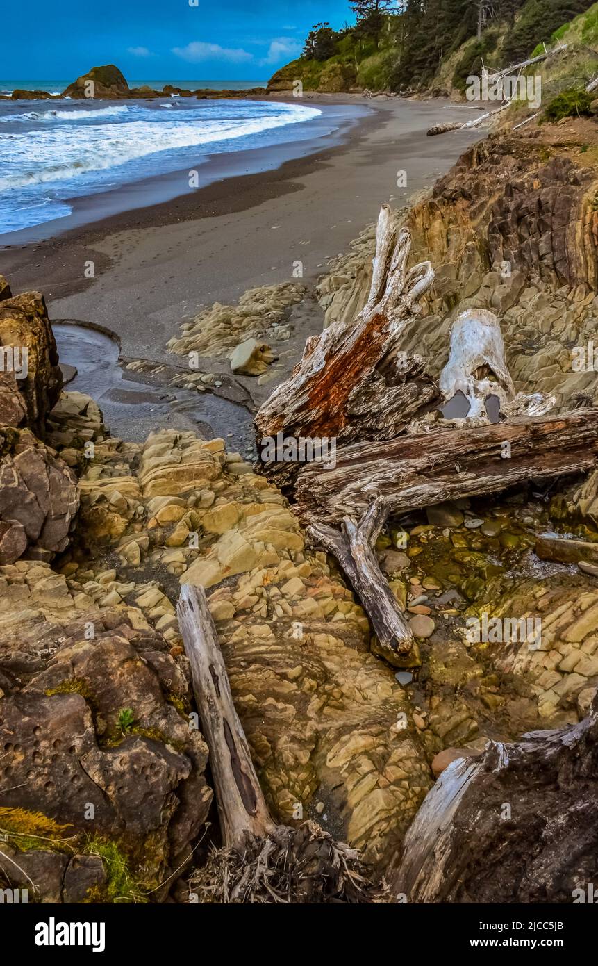Trunks of fallen trees at low tide on the Pacific Ocean in Olympic ...