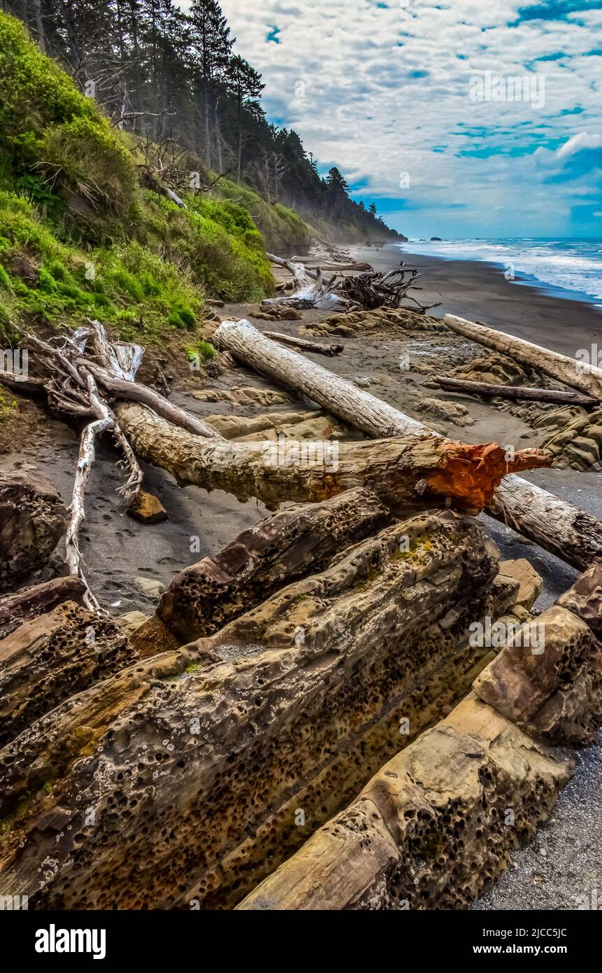 Trunks of fallen trees at low tide on the Pacific Ocean in Olympic ...