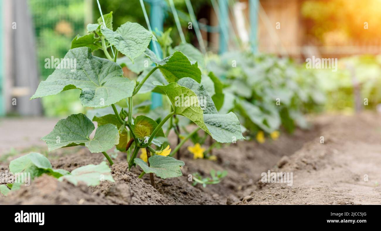 The growth and blooming of greenhouse cucumbers. The Bush cucumbers on ...