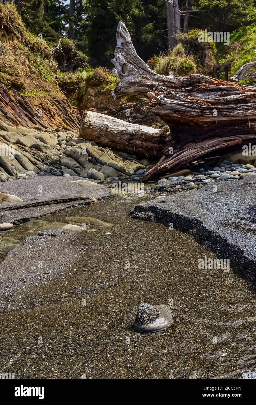 A small river that flows into the Pacific Ocean erodes the sandy shore ...