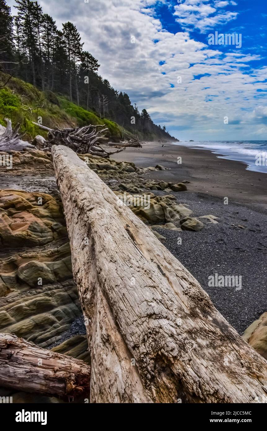 Trunks of fallen trees at low tide on the Pacific Ocean in Olympic ...