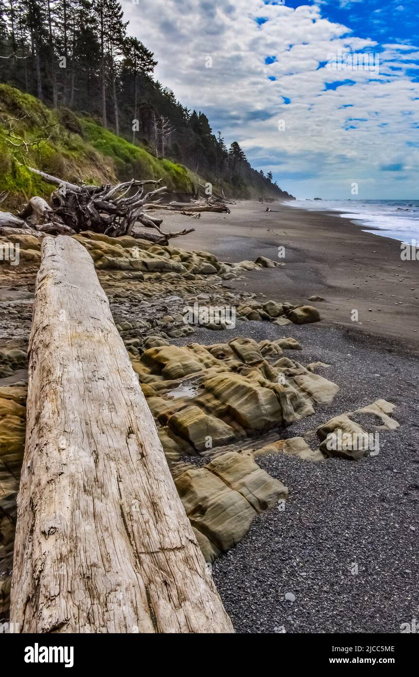 Trunks of fallen trees at low tide on the Pacific Ocean in Olympic ...