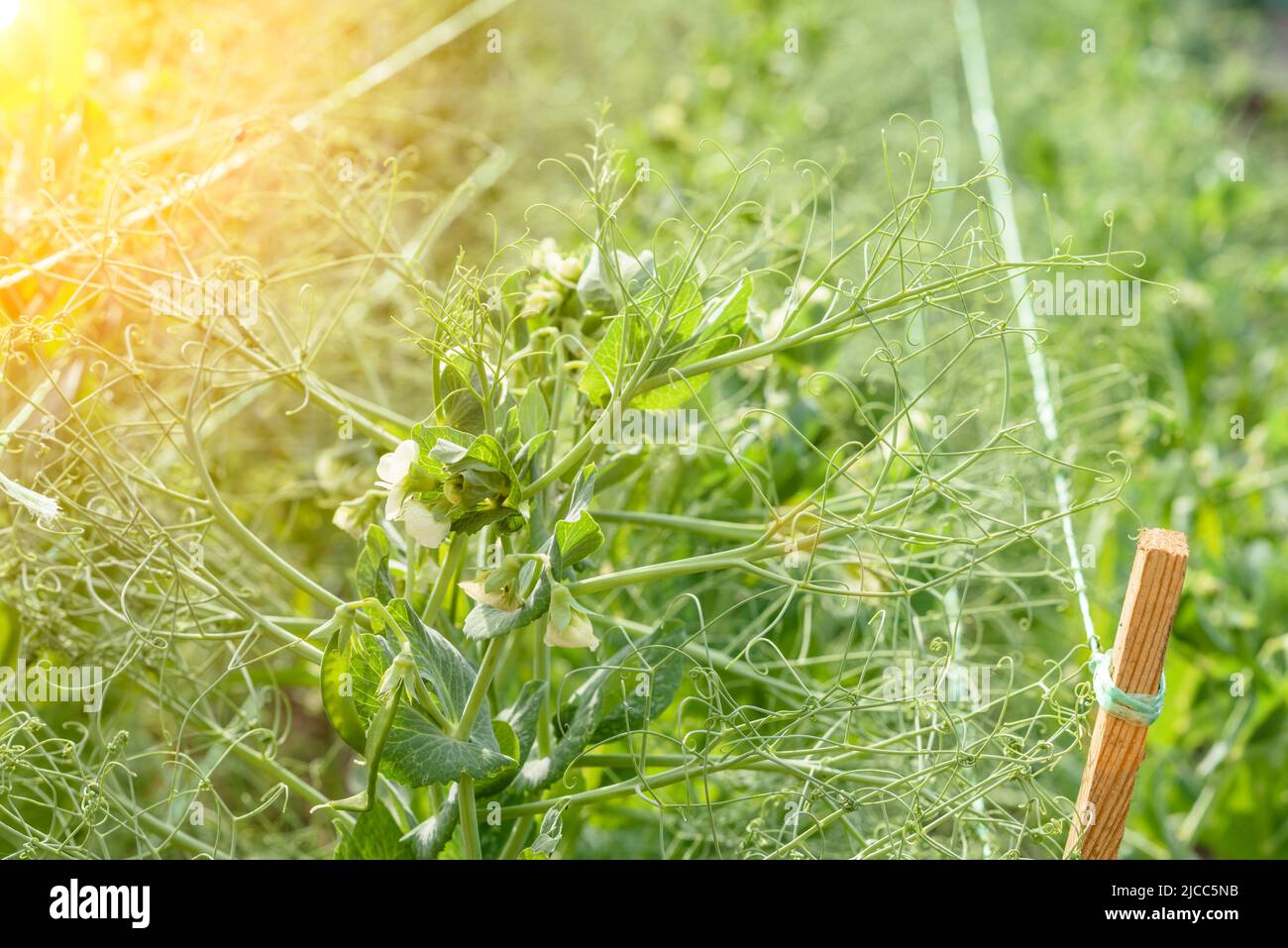 Agricultural field with flowering peas. Gardening background with green ...
