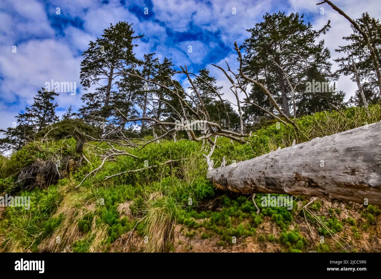 Trunks of fallen trees at low tide on the Pacific Ocean in Olympic ...