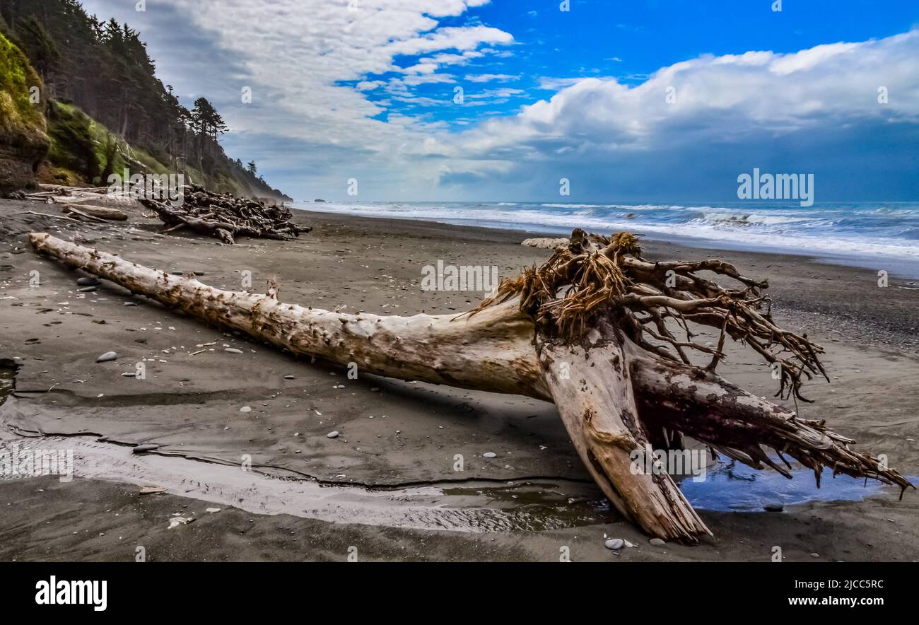 Trunks of fallen trees at low tide on the Pacific Ocean in Olympic ...
