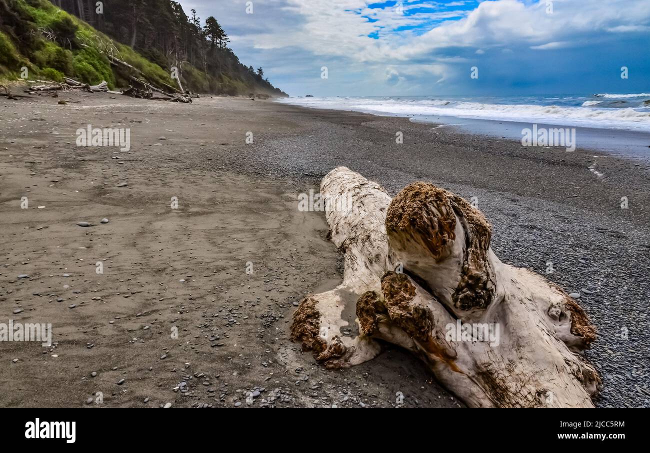Trunks of fallen trees at low tide on the Pacific Ocean in Olympic ...