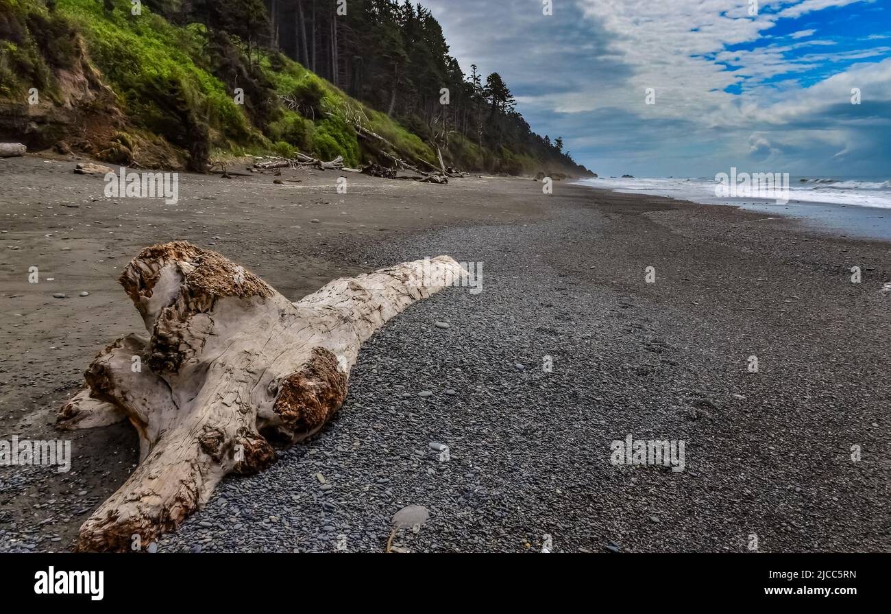 Trunks of fallen trees at low tide on the Pacific Ocean in Olympic ...