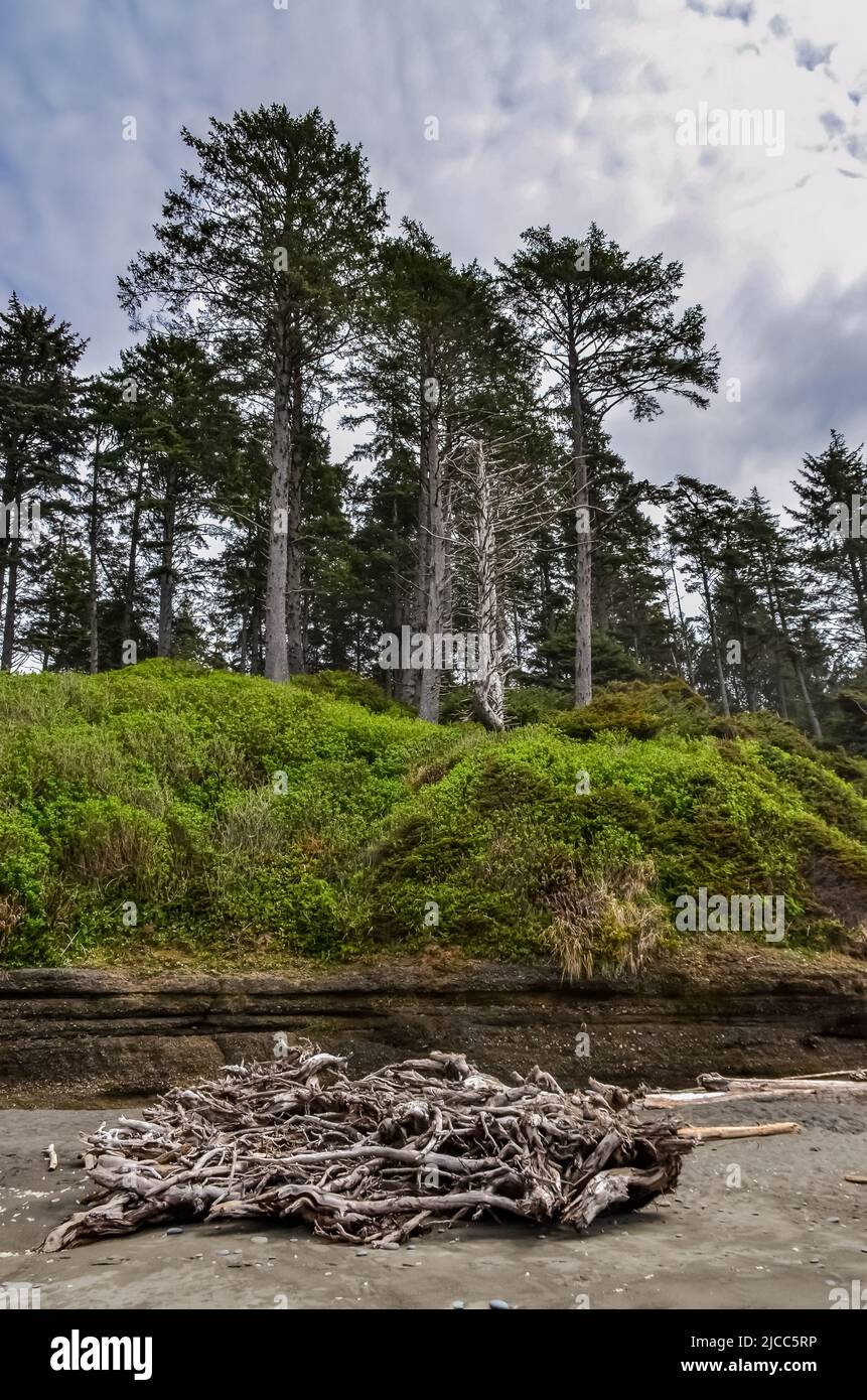 Trunks of fallen trees at low tide on the Pacific Ocean in Olympic ...