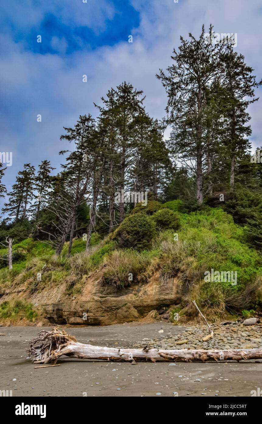 Trunks of fallen trees at low tide on the Pacific Ocean in Olympic ...