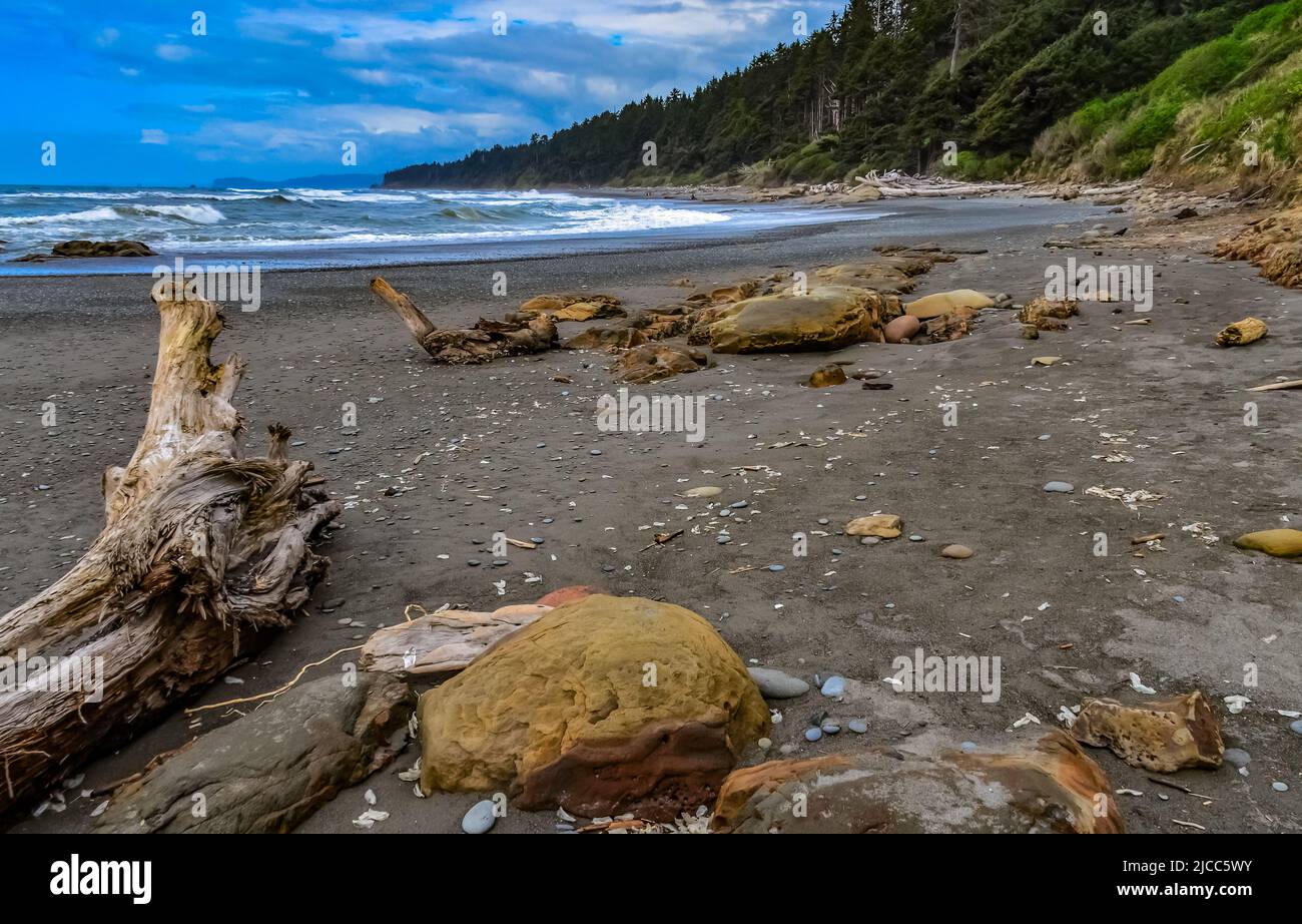 Trunks of fallen trees at low tide on the Pacific Ocean in Olympic ...