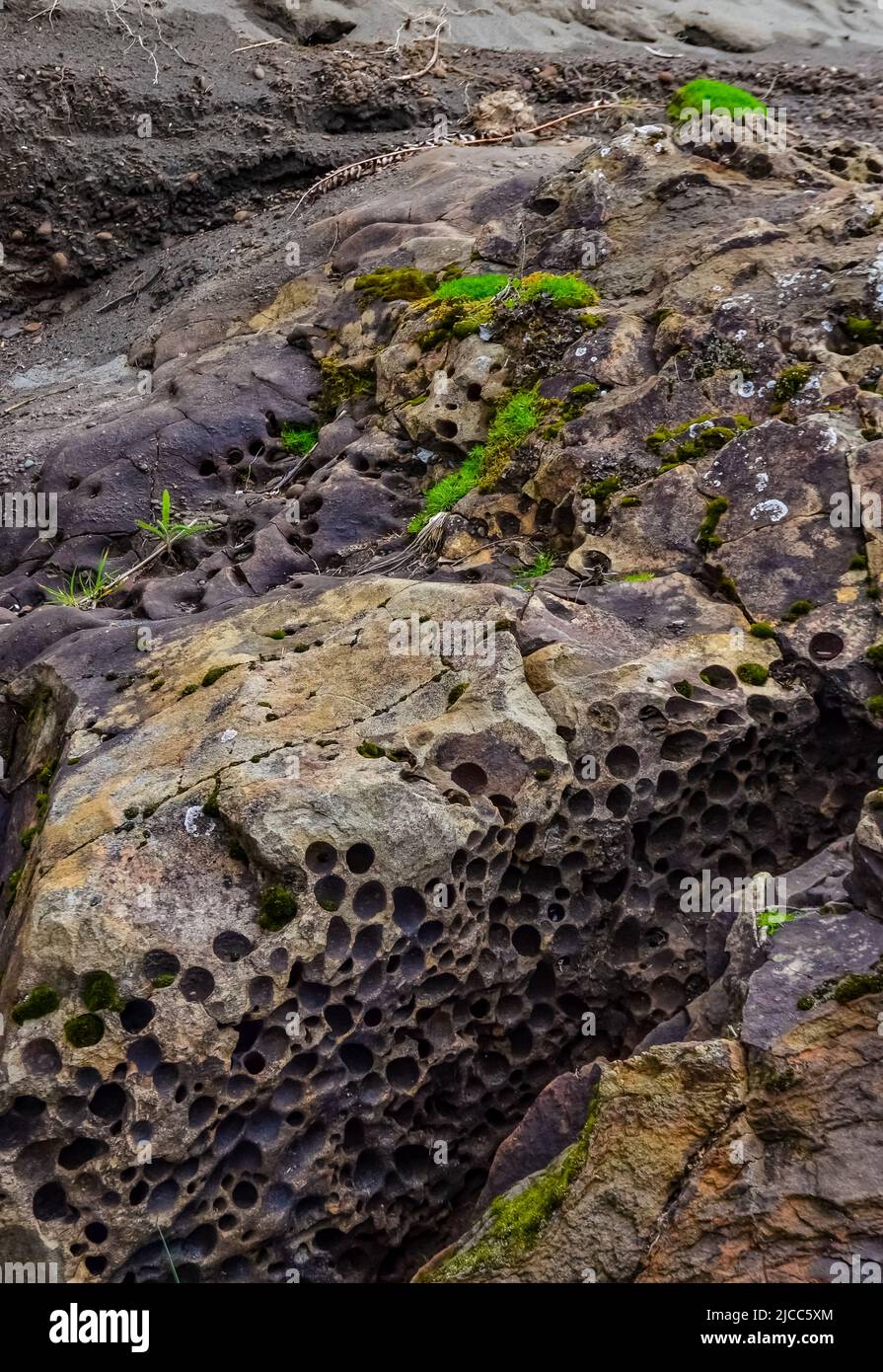 Colorful rocks with holes from drilling shellfish on the shores of the ...