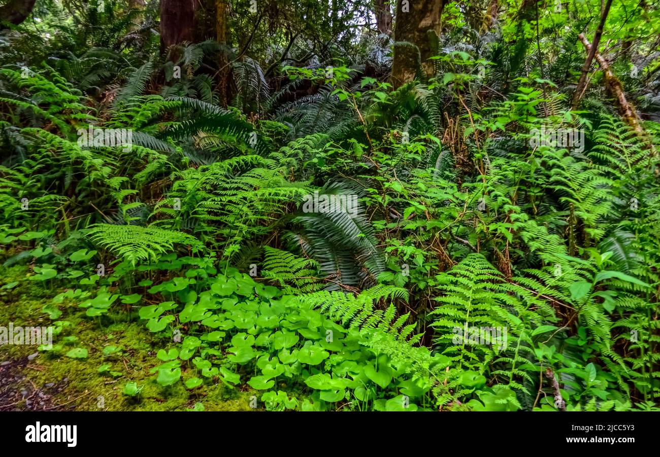 Tree ferns and other flora tree ferns and other flora hi-res stock ...