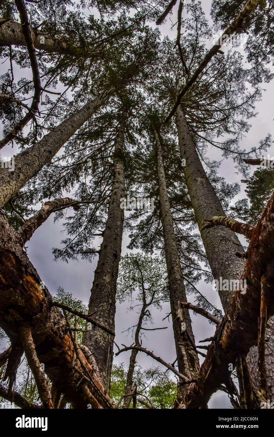 Tall conifers over the Pacific coast in Olympic National Park ...