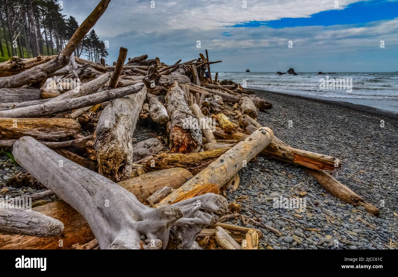 Trunks of fallen trees at low tide on the Pacific Ocean in Olympic ...