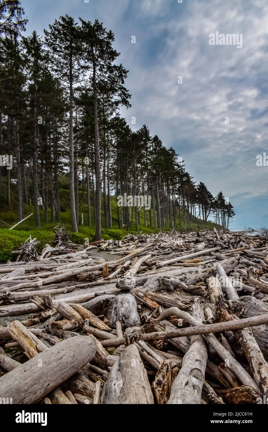 Trunks of fallen trees at low tide on the Pacific Ocean in Olympic ...