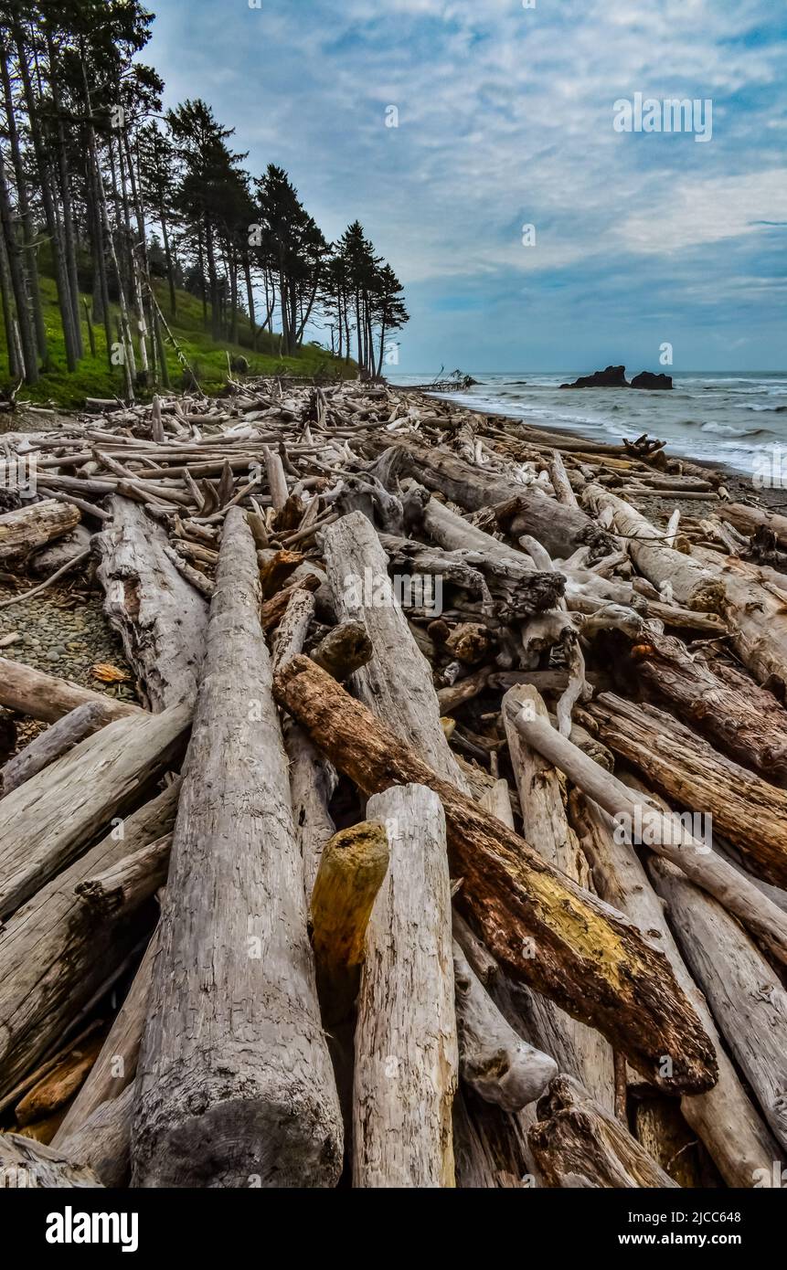 Trunks of fallen trees at low tide on the Pacific Ocean in Olympic ...
