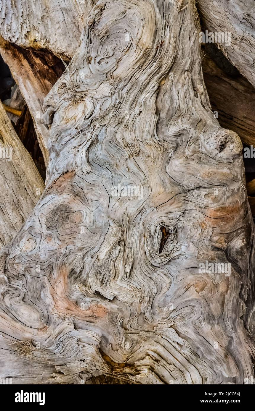 Patterns of layers of wood on dead pine trees on the shores of the ...