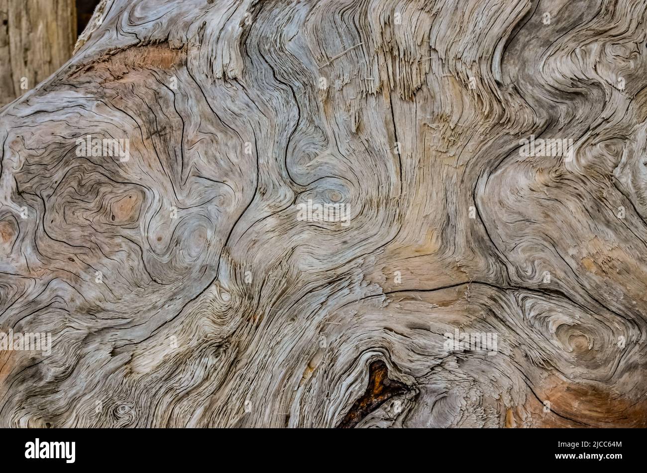 Patterns of layers of wood on dead pine trees on the shores of the ...