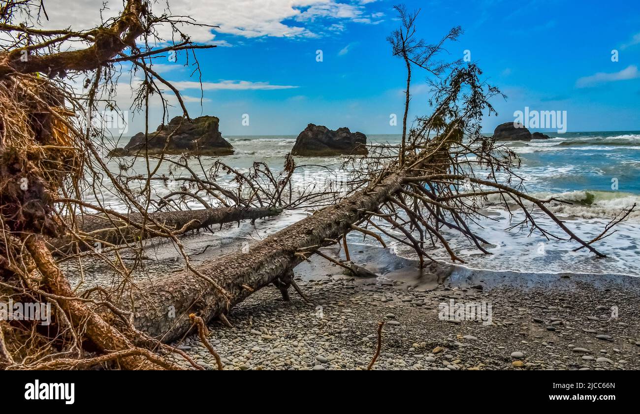 Trunks of fallen trees at low tide on the Pacific Ocean in Olympic ...