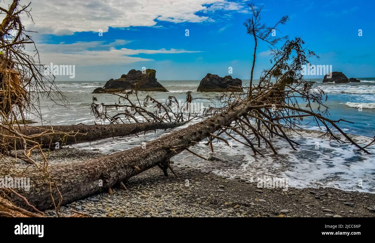 Trunks of fallen trees at low tide on the Pacific Ocean in Olympic ...