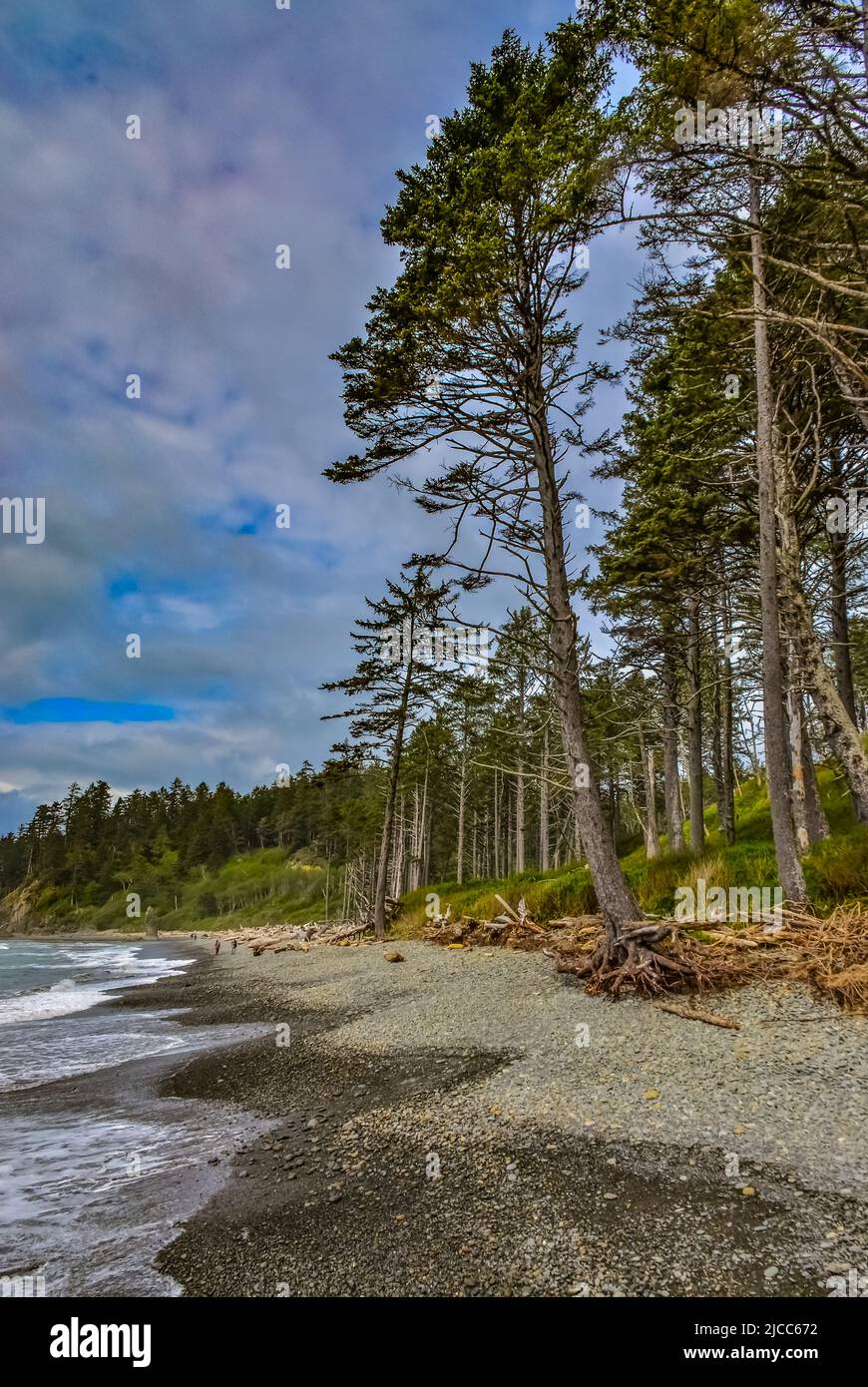 Tall conifers over the Pacific coast in Olympic National Park ...