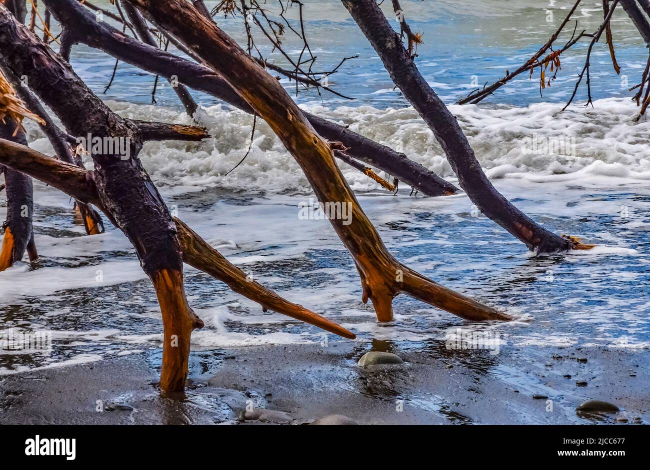 Trunks of fallen trees at low tide on the Pacific Ocean in Olympic ...