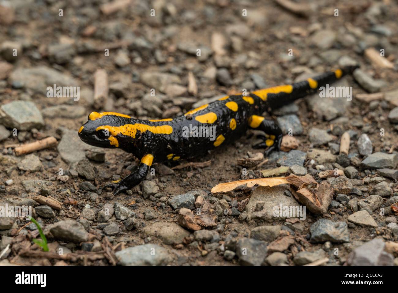 Close up of a black and yellow spotted fire salamander (Salamandra ...