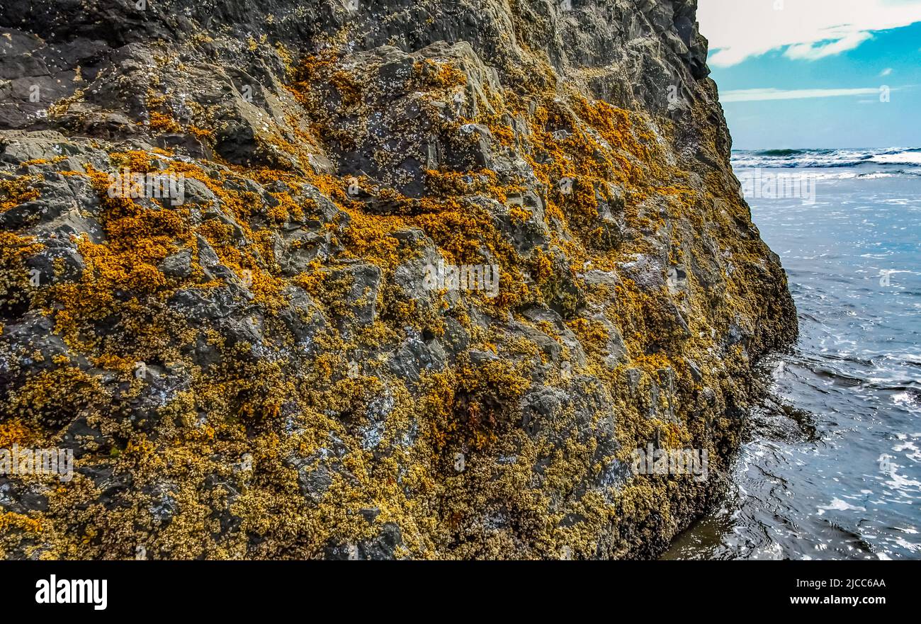 Overgrowth by aquatic organisms (Balanus) and algae on rocks on the ...