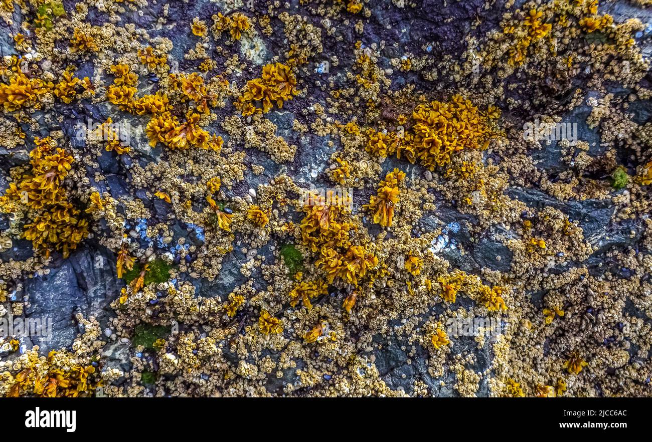 Overgrowth by aquatic organisms (Balanus) and algae on rocks on the ...