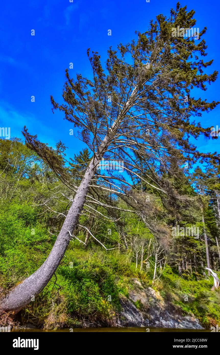 Old conifers fall from the edge of a cliff into the Pacific Ocean in ...