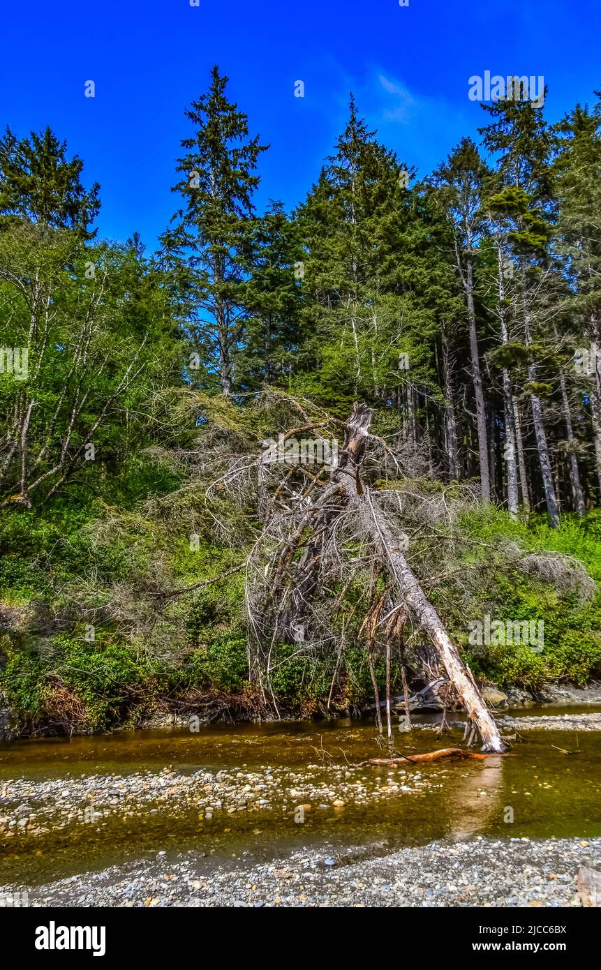 Old conifers fall from the edge of a cliff into the Pacific Ocean in ...