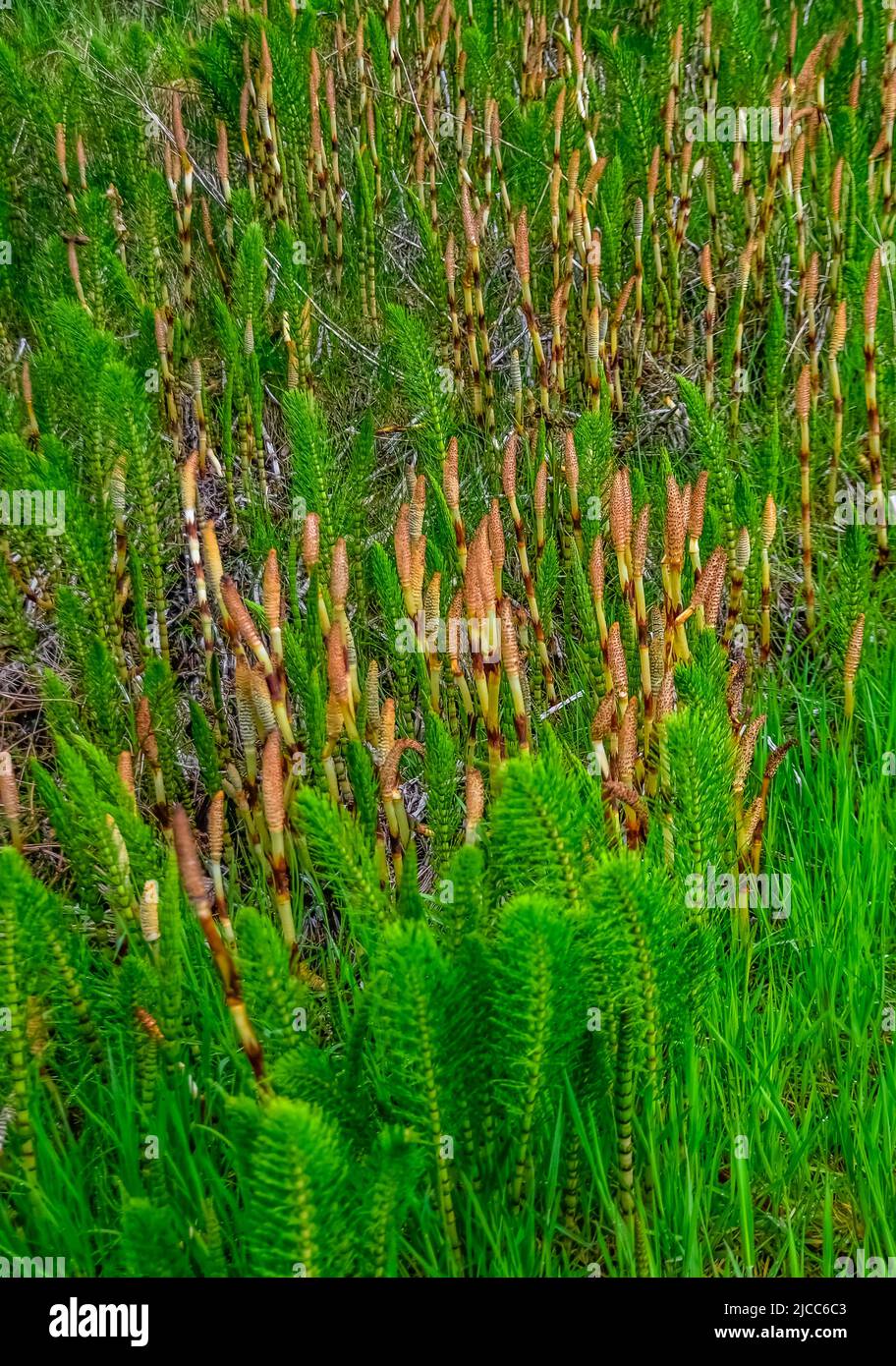 Equisetum telmateia, the great horsetail or northern giant horsetail on ...