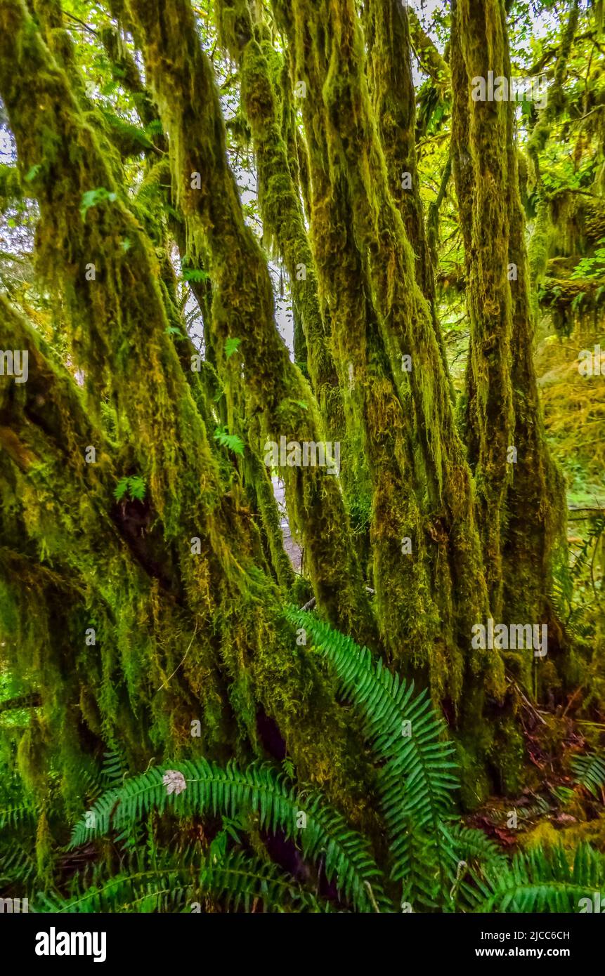 Epiphytic plants and wet moss hang from tree branches in the forest in ...