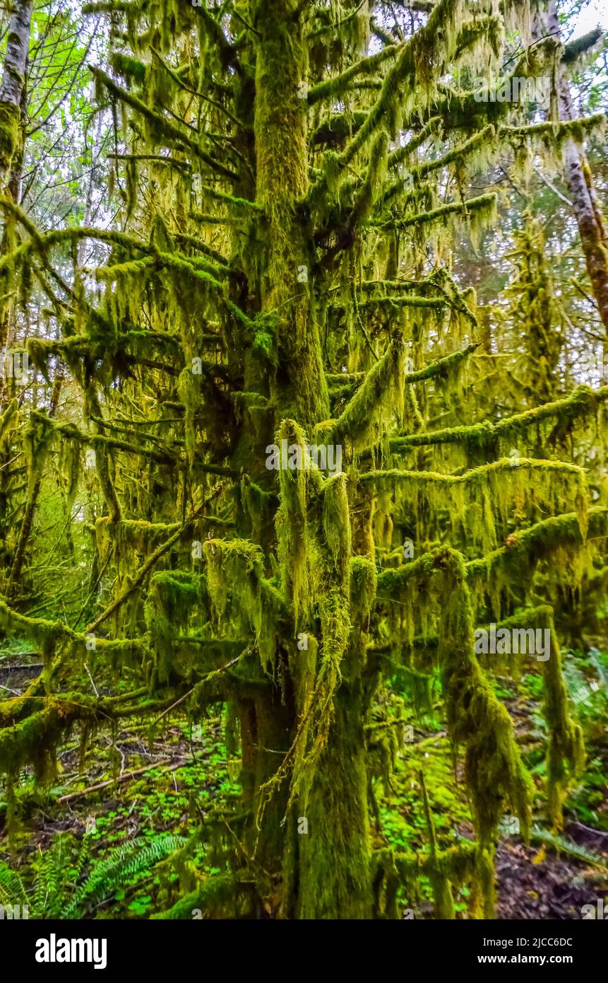 Epiphytic plants and wet moss hang from tree branches in the forest in ...