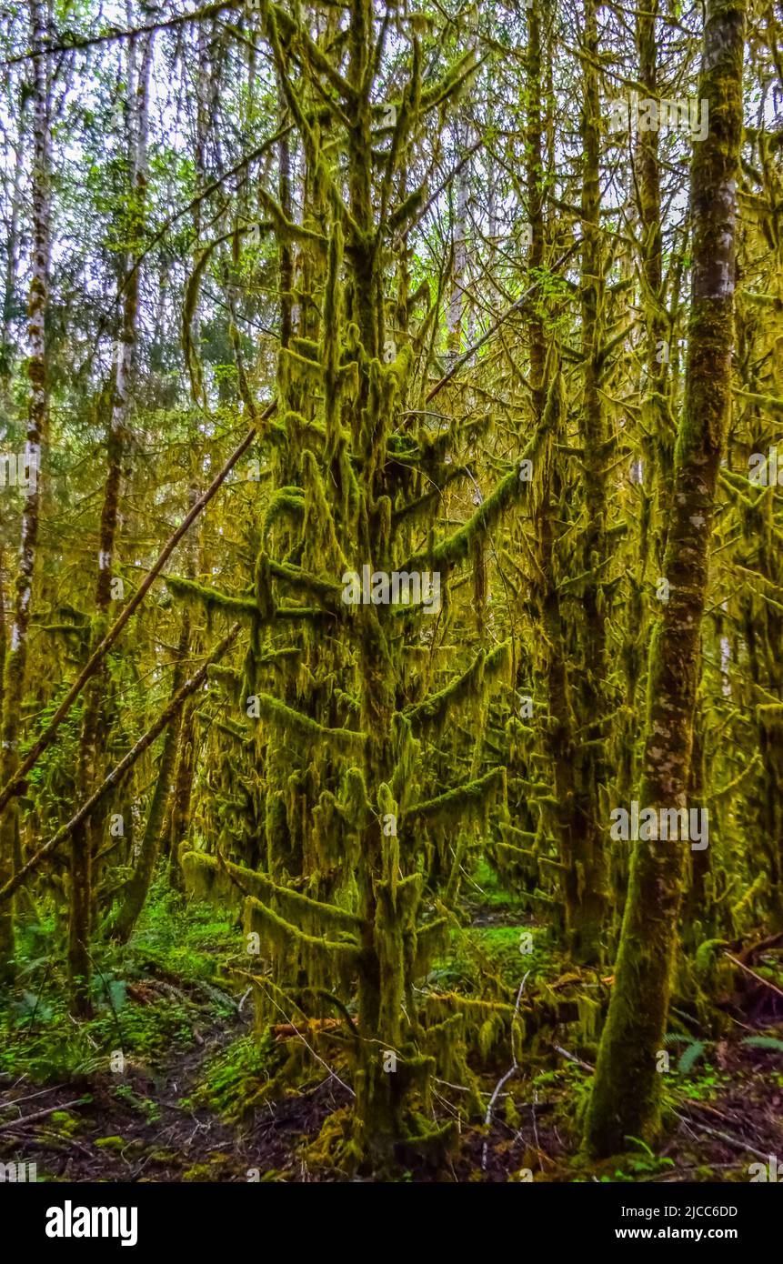 Epiphytic plants and wet moss hang from tree branches in the forest in ...