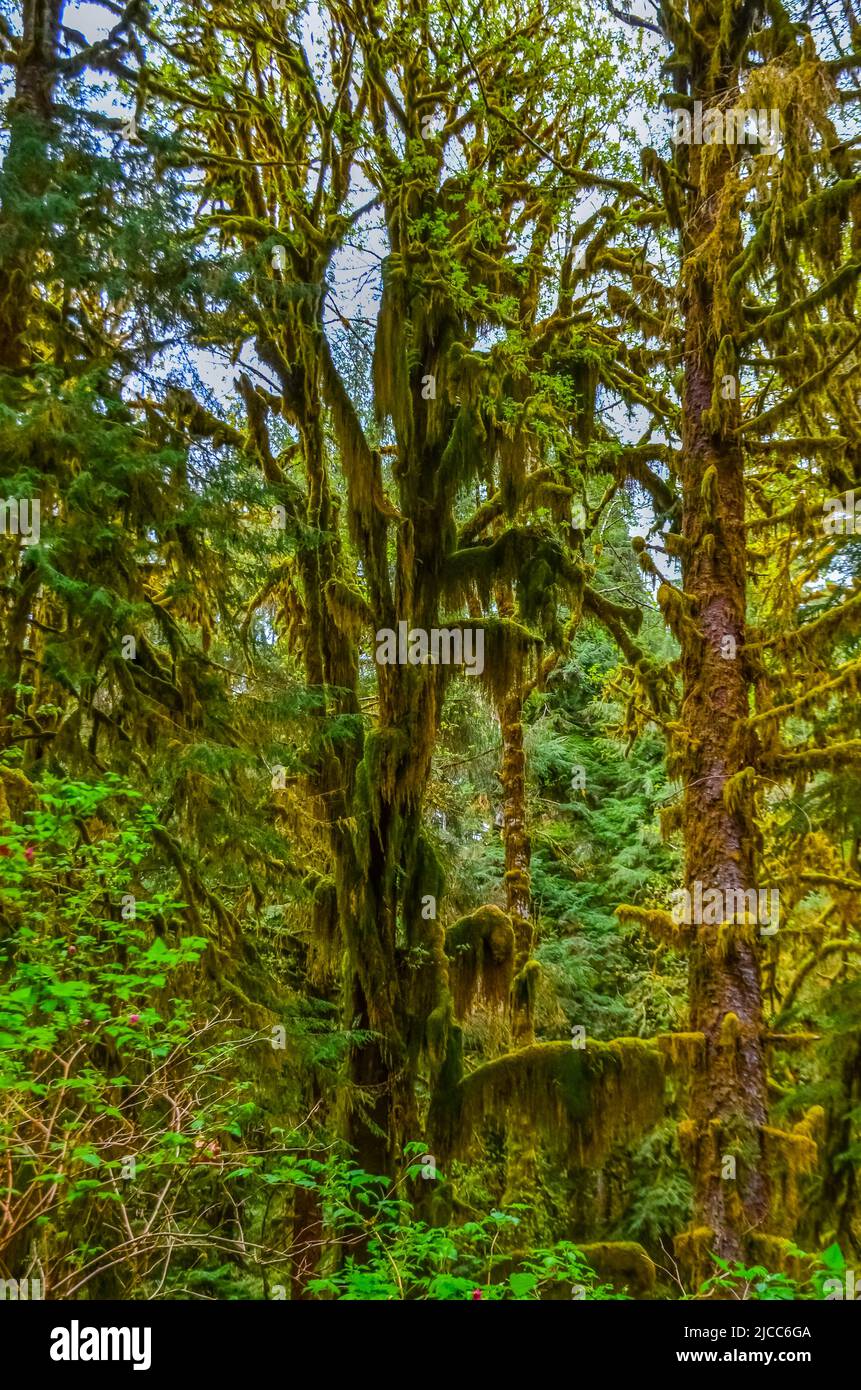 Epiphytic plants and wet moss hang from tree branches in the forest in ...