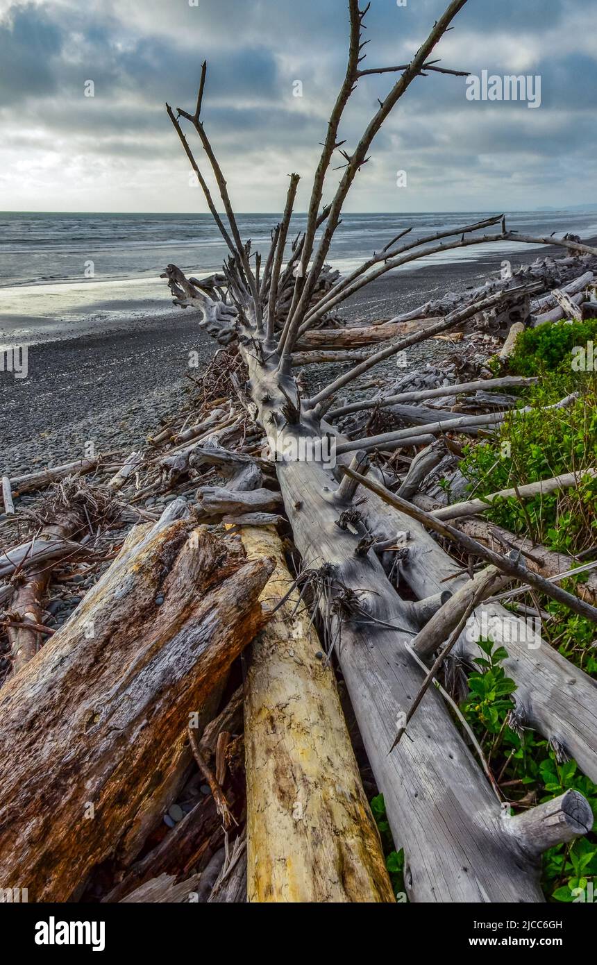 Trunks of fallen trees at low tide on the Pacific Ocean in Olympic ...