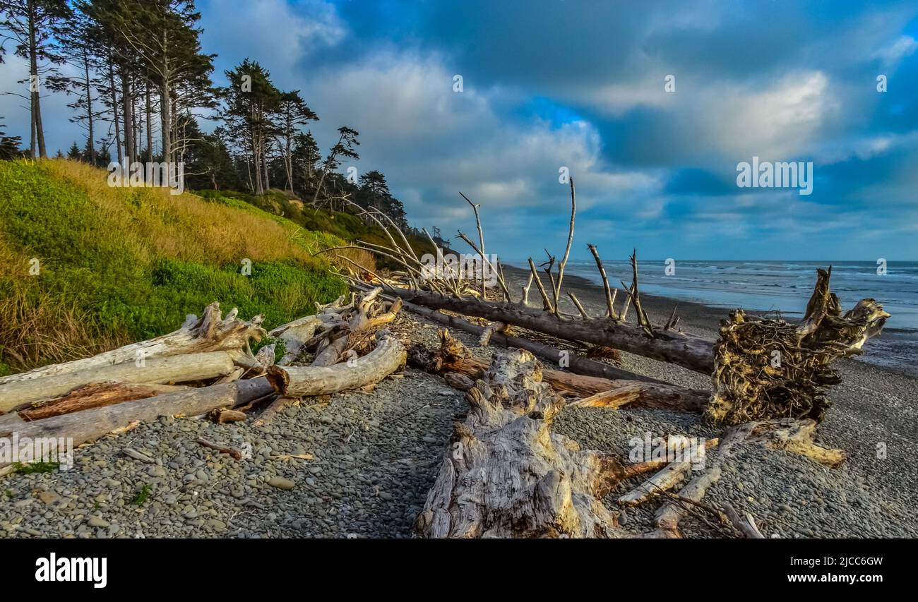 Trunks of fallen trees at low tide on the Pacific Ocean in Olympic ...