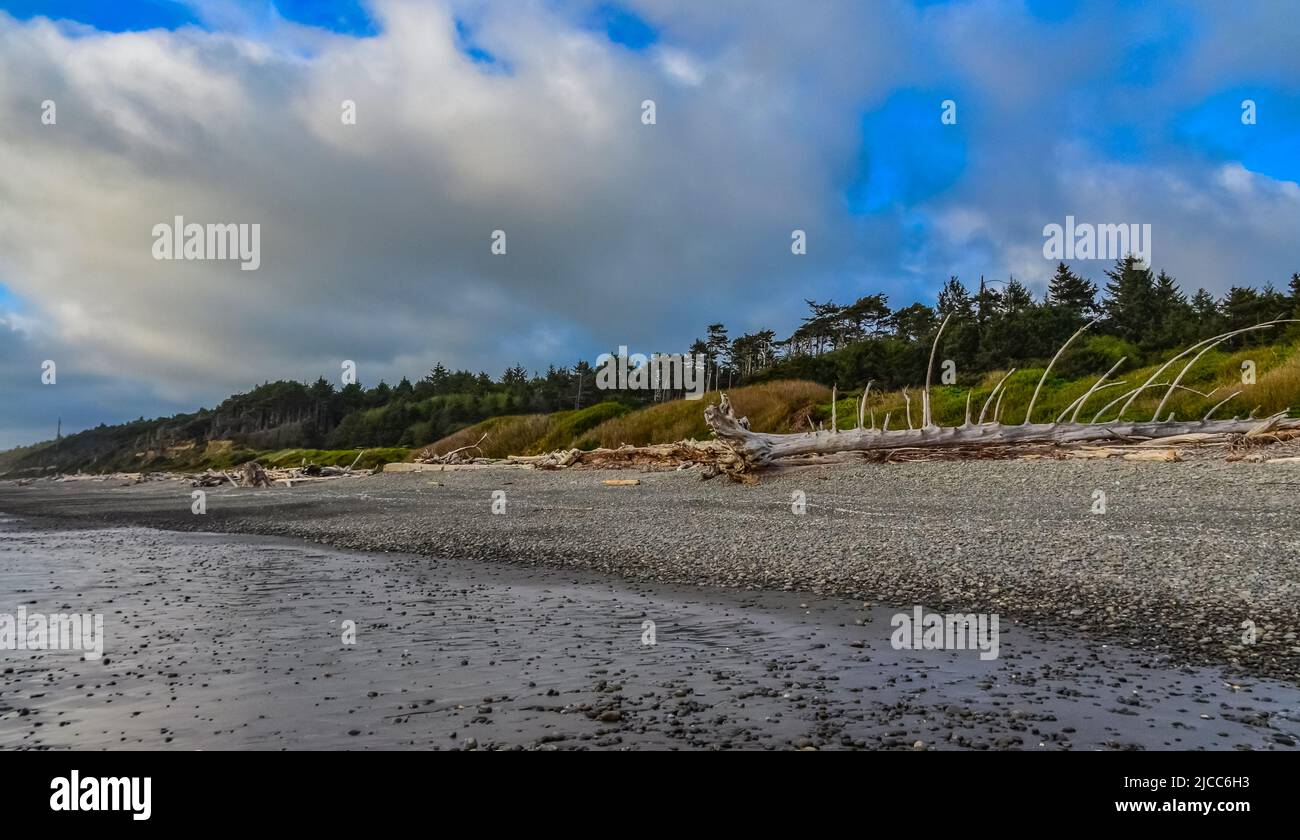 Trunks of fallen trees at low tide on the Pacific Ocean in Olympic ...