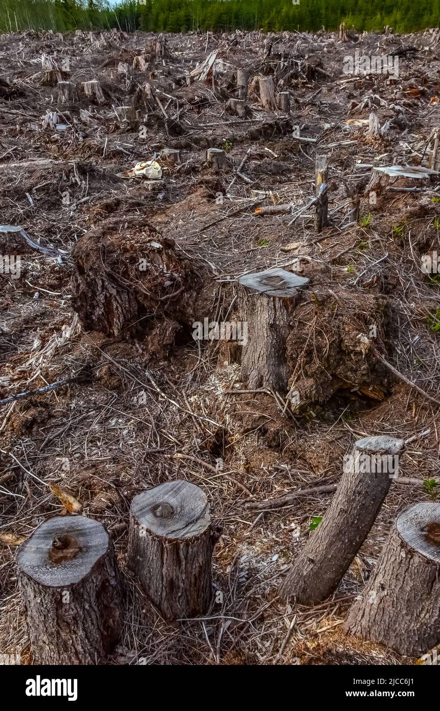 Felling of trees, many stumps from felled pines. Washington State, USA ...