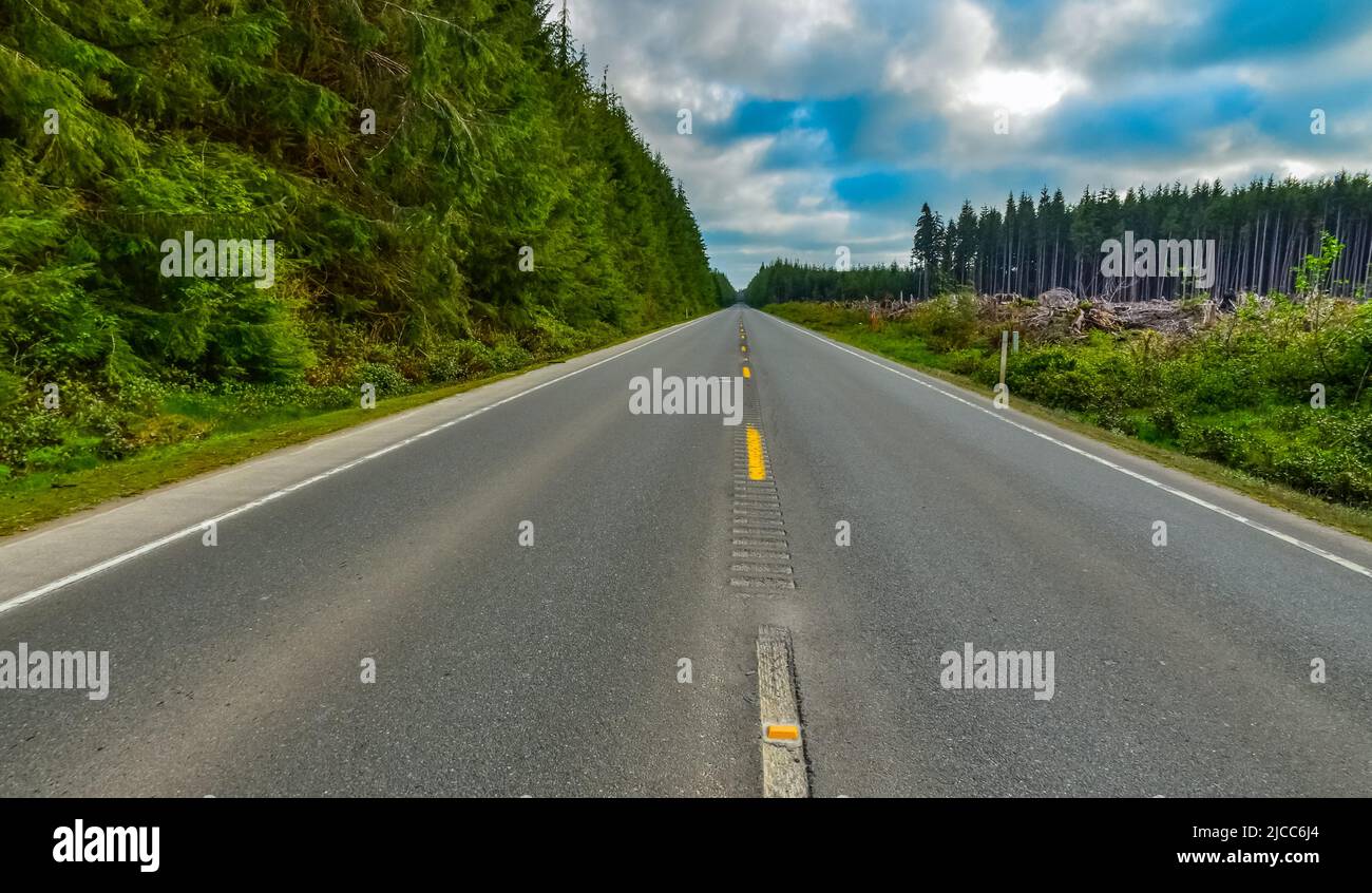 Cutting down trees along the asphalt road, stumps from felled pines ...