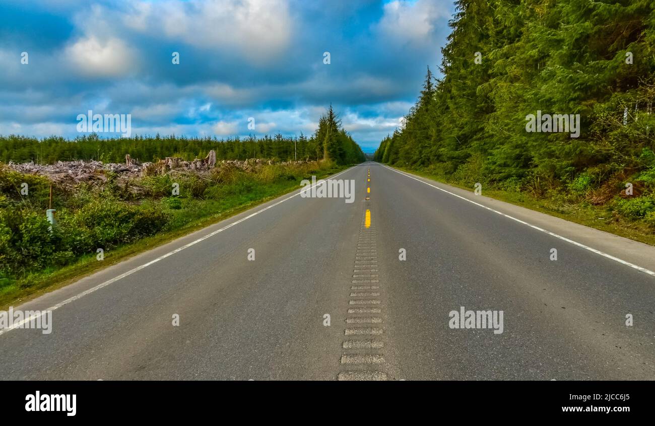 Cutting down trees along the asphalt road, stumps from felled pines ...