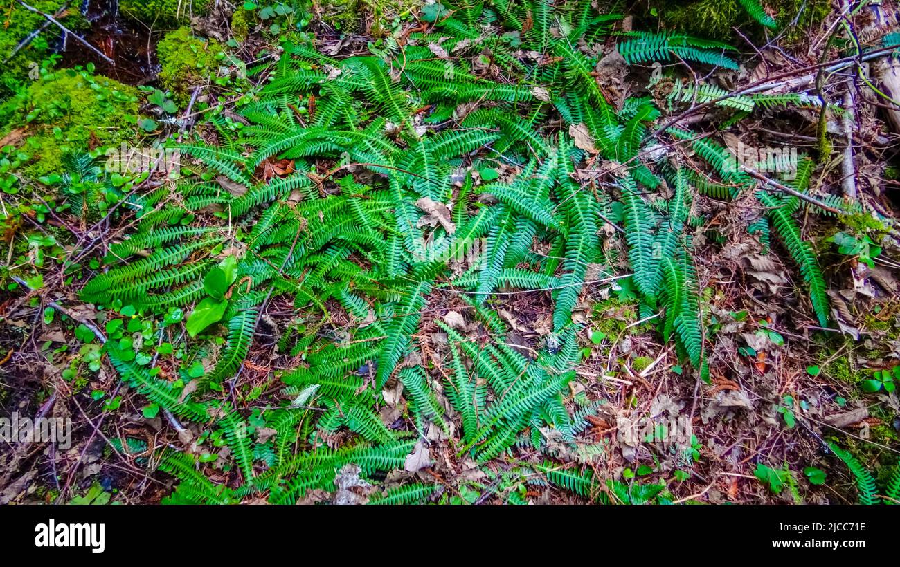 Swamp plants, mosses and ferns in a damp forest. United States ...