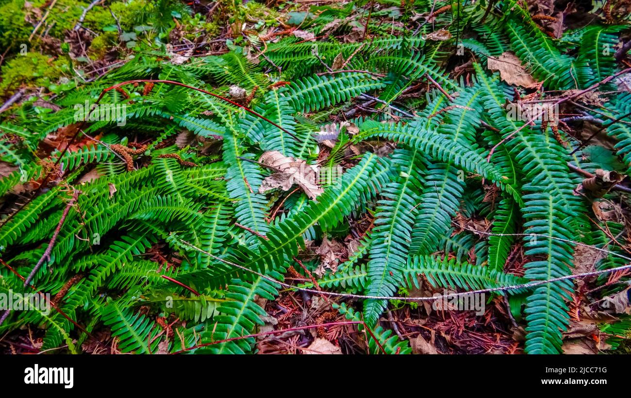 Swamp plants, mosses and ferns in a damp forest. United States ...